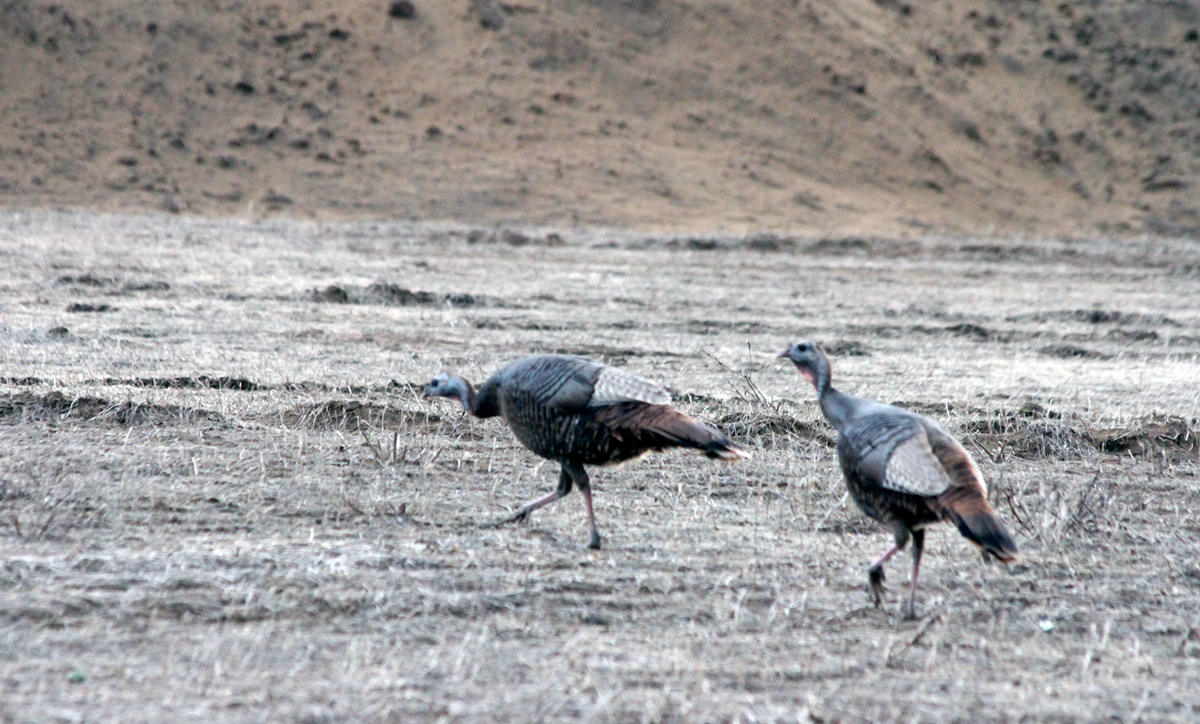 LA FERME DU CHASSEUR : Là où la diversité règne et profite à la relève ...