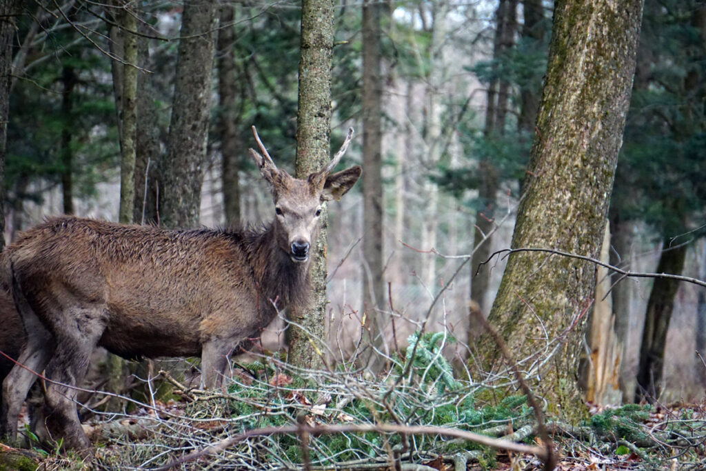 LA FERME DU CHASSEUR : Là où la diversité règne et profite à la relève ...